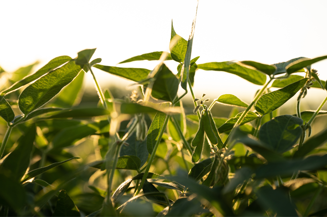 Soybean Aphid Damage - Prograin - Canada